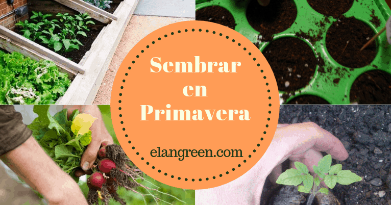 Sembrar en primavera | Plantas