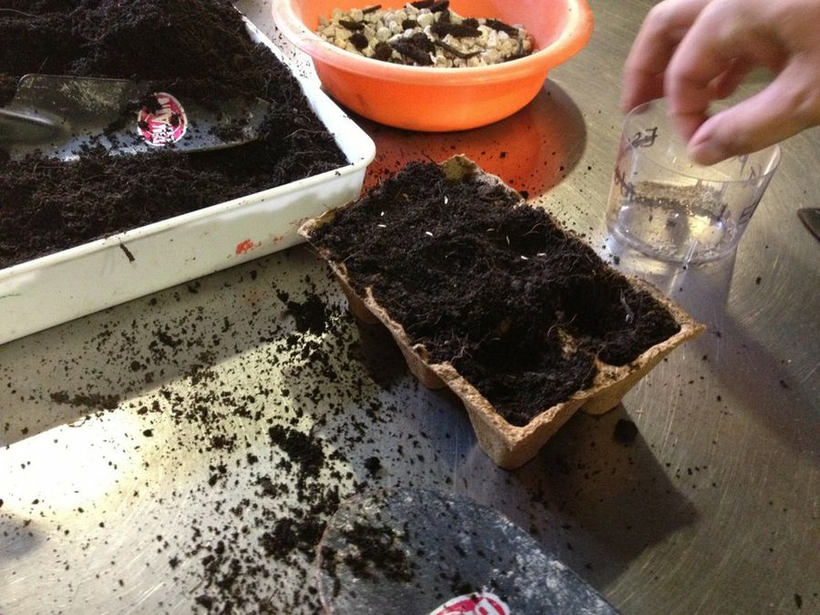 Huerto Ecol Gico Consejos Y Trucos Ecolog A