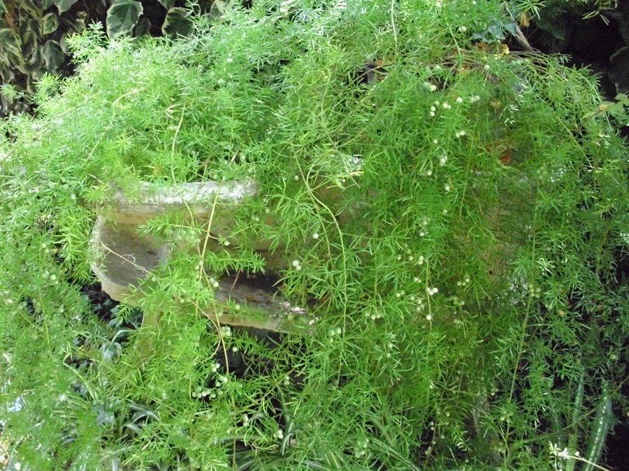 Mis Helechos Verano 2013 Plantas