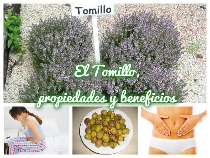 El Tomillo, propiedades y beneficios | Plantas