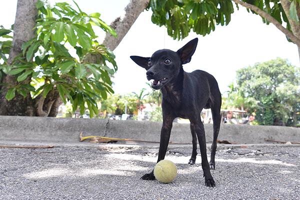 Dogo Cubano Side View