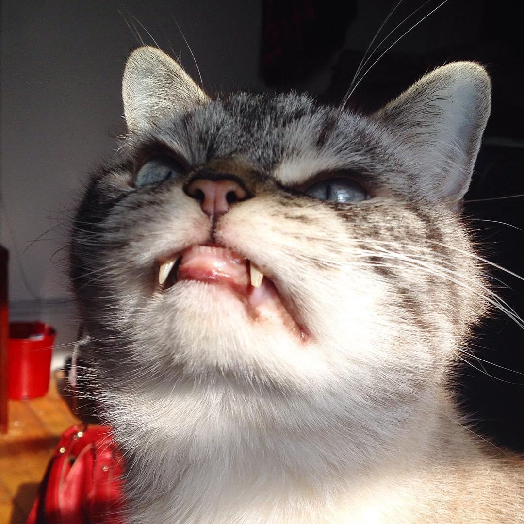 Gatos famosos: Conoce a Loki,la gata vampira… | Mascotas