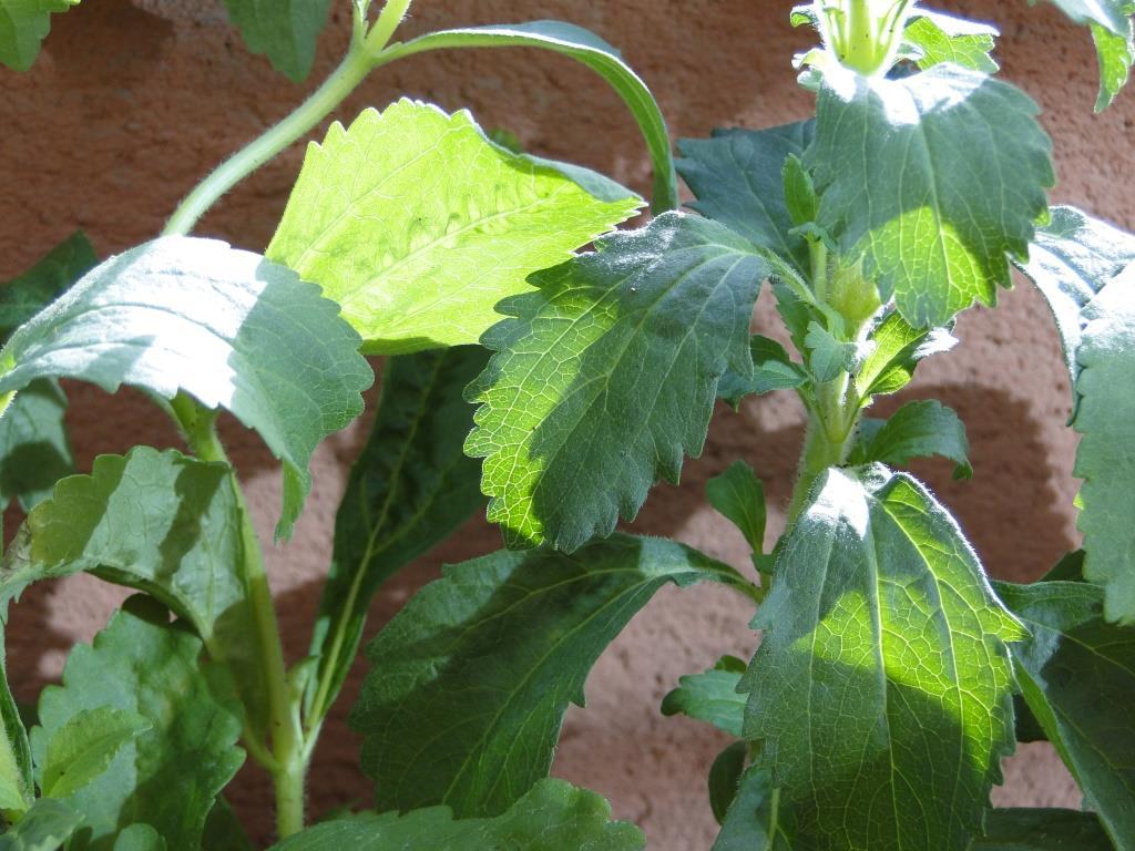 Cómo cultivar stevia y hacer edulcorante con sus hojas | Plantas