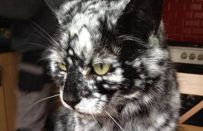 10 gatos con un pelaje muy característico | Mascotas