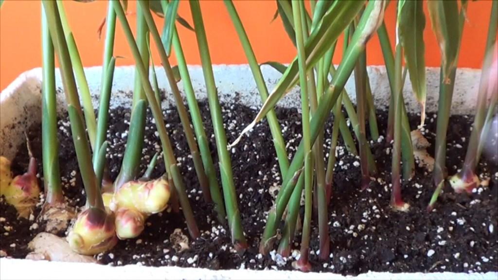 Guía completa de cultivo de jengibre en maceta | Plantas