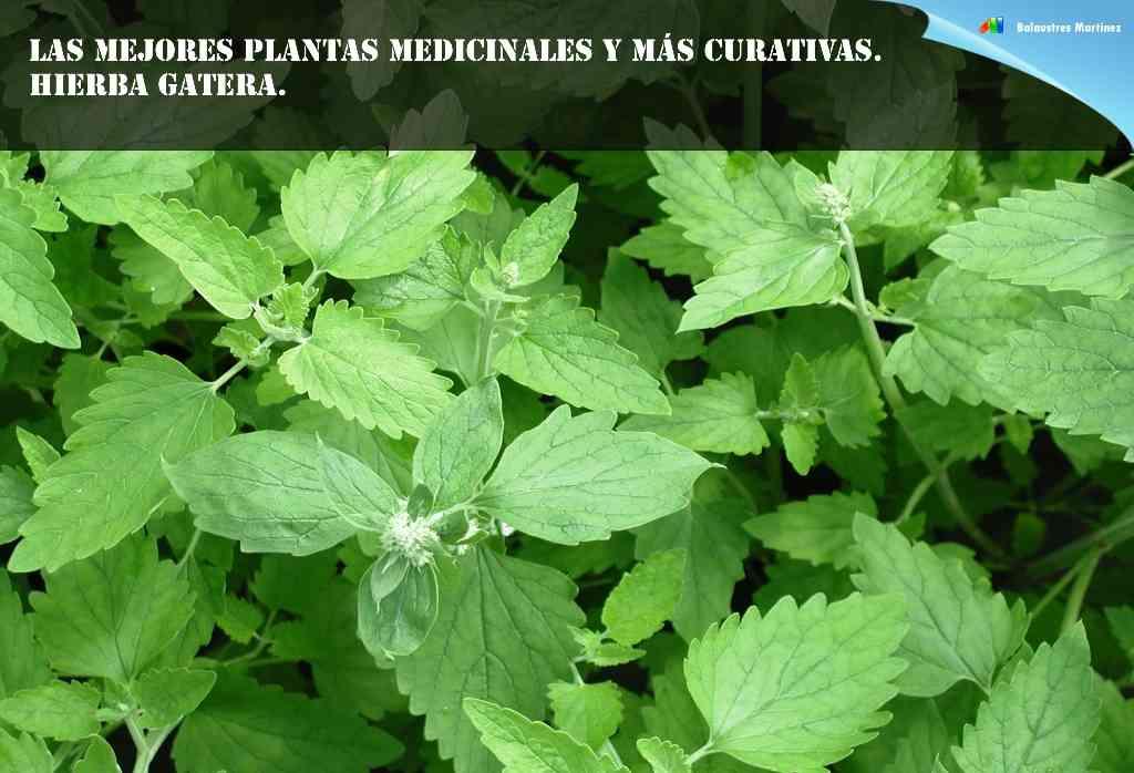 Las mejores plantas medicinales y más curativas | Plantas