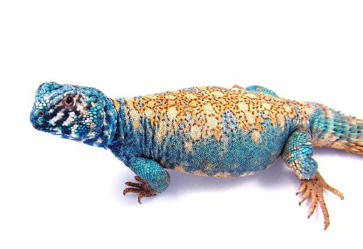 Uromastyx Ornata | Mascotas