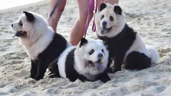 Perros son disfrazados de osos panda para evitar ser alimento en China ...