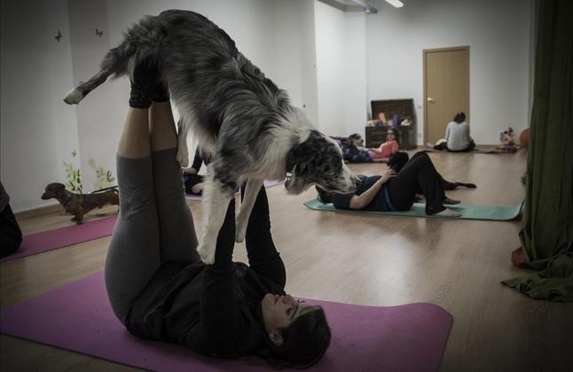 Descubre el Doga (Yoga con perros) | Mascotas
