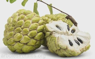 Chirimoyo: todo lo que debes saber | Plantas