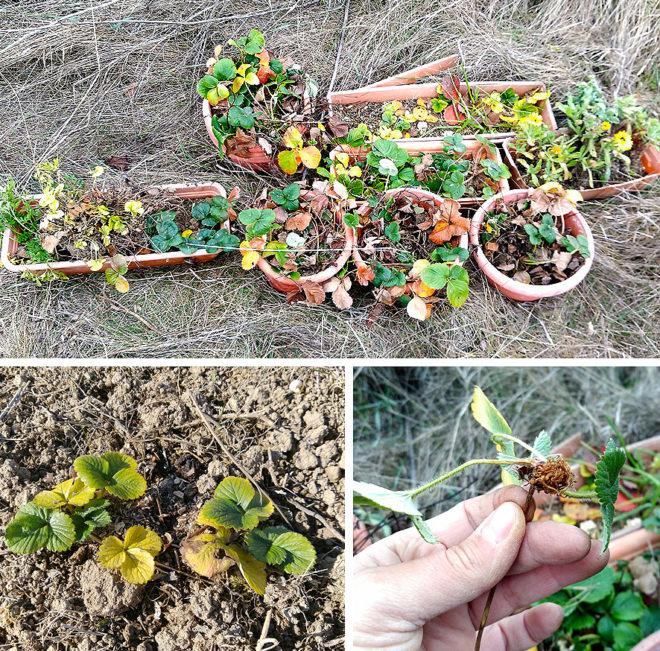 Trasplantes del huerto a la finca | Plantas