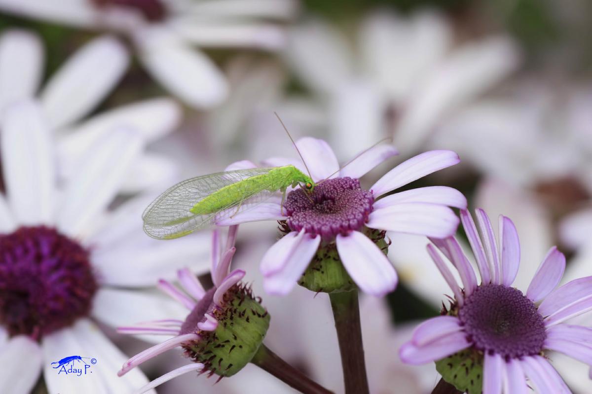 Crisopas: cómo ayudan en tu jardín | Plantas