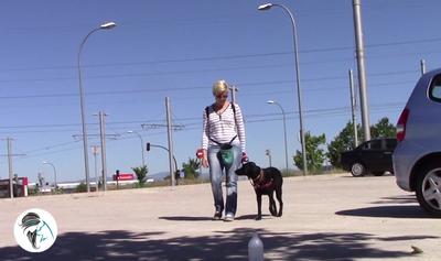 Cómo enseñar a un perro a esperar tranquilo mientras haces gestiones en ...