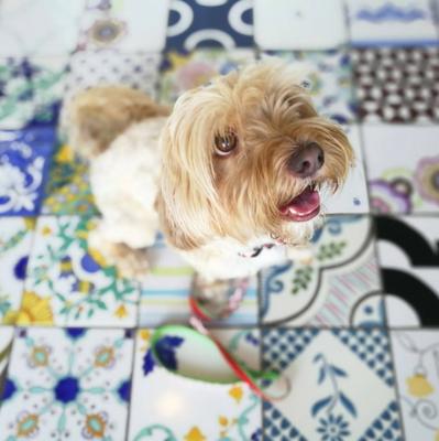 Cómo enseñar a un perro a esperar tranquilo mientras haces gestiones en ...
