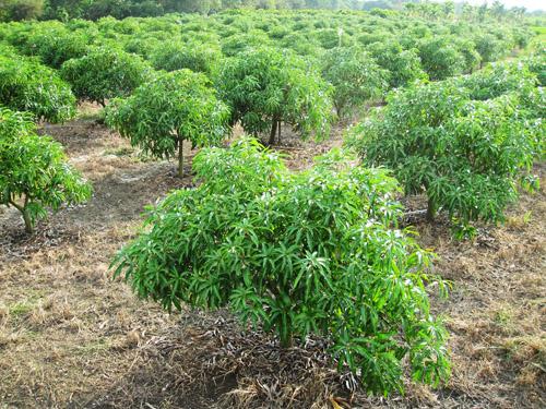 Cultivo Del árbol Frutal De Lichi Planta De Lichi (litchi Chinensis)