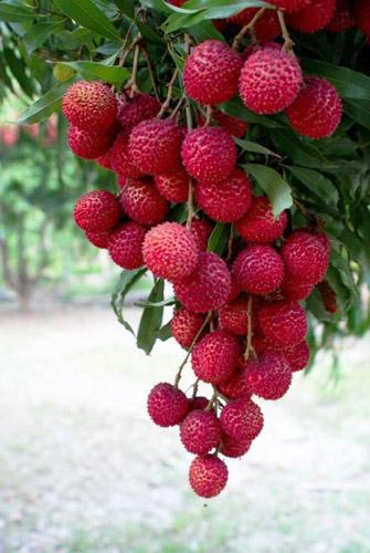 El cultivo del lichi y sus características | Plantas