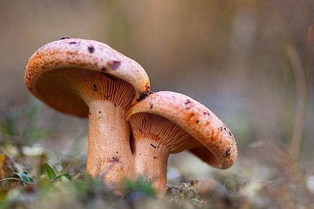 Claves para diferenciar los níscalos | Plantas