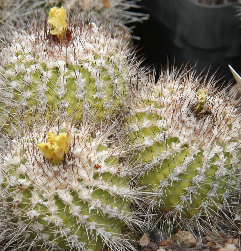 Ficha de Copiapoa humilis | Plantas