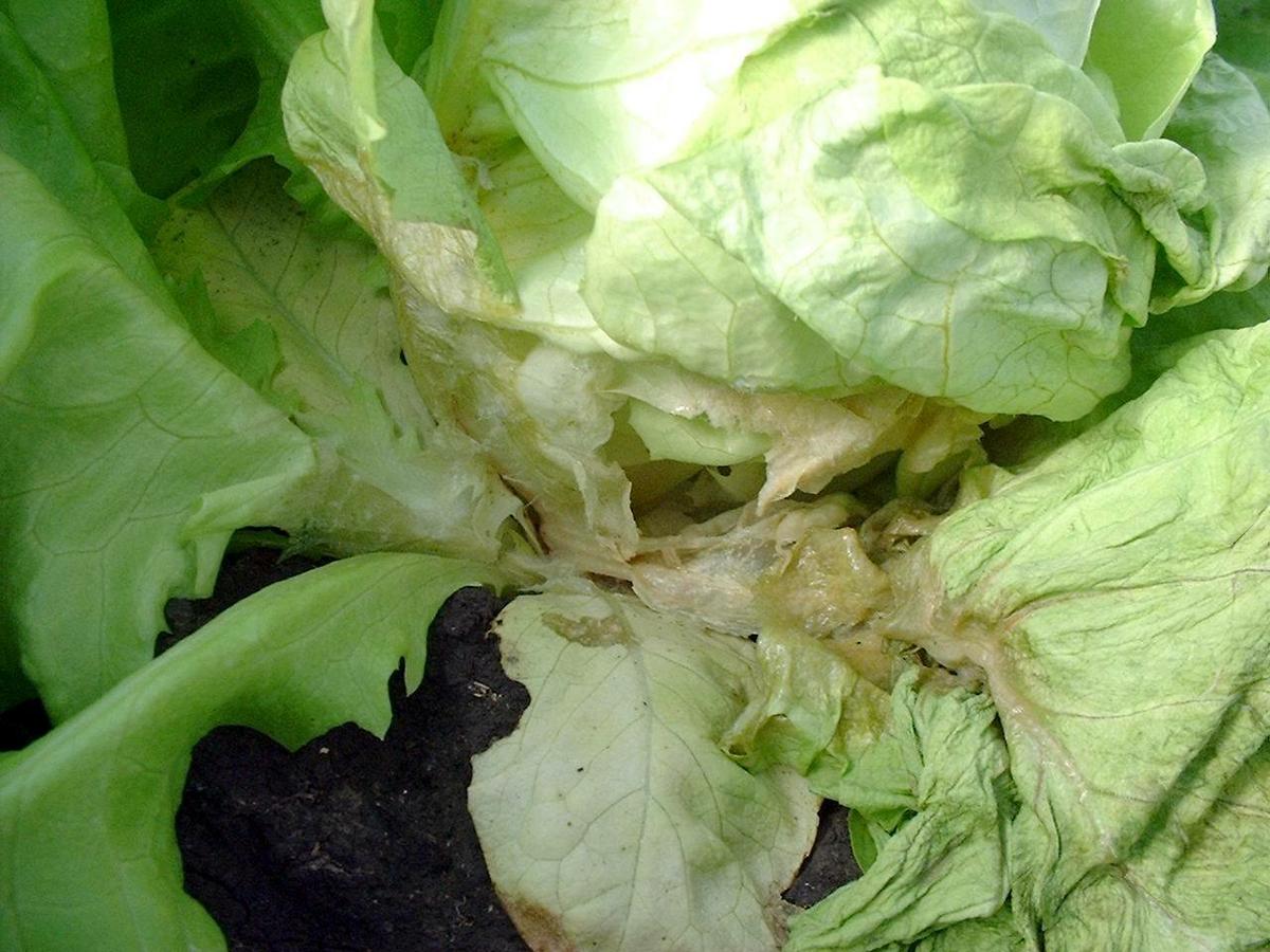 Plagas y enfermedades más comunes del cultivo de la lechuga | Plantas