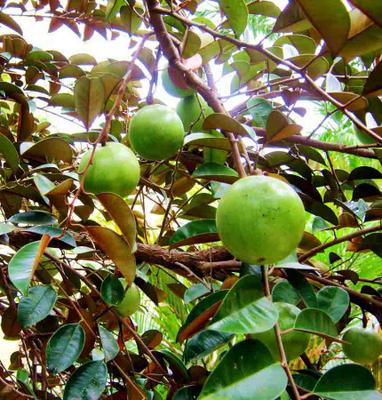 Arboles Frutales De Puerto Rico Árbol De Ilan Ilan | Desde Mi Huerto