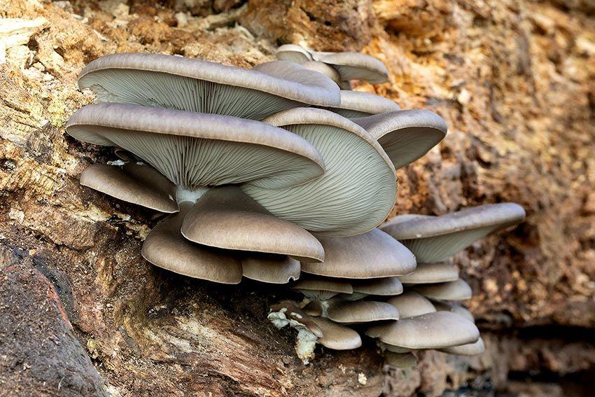 Pleurotus ostreatus, seta de ostra deliciosa y medicinal | Plantas