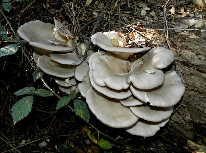 Pleurotus ostreatus, seta de ostra deliciosa y medicinal | Plantas