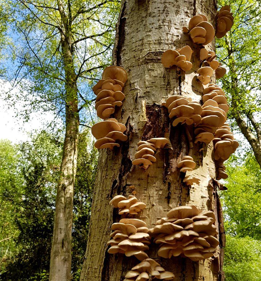 Pleurotus ostreatus, seta de ostra deliciosa y medicinal | Plantas