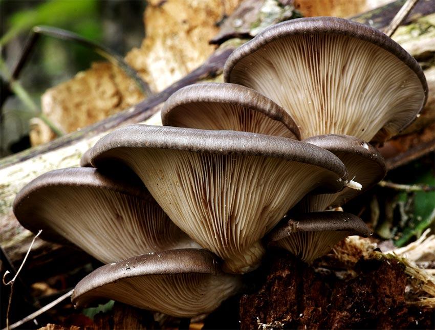 Pleurotus ostreatus, seta de ostra deliciosa y medicinal | Plantas