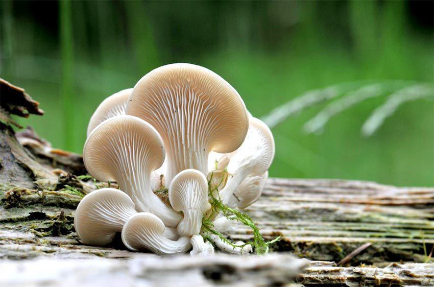 Pleurotus ostreatus, seta de ostra deliciosa y medicinal | Plantas