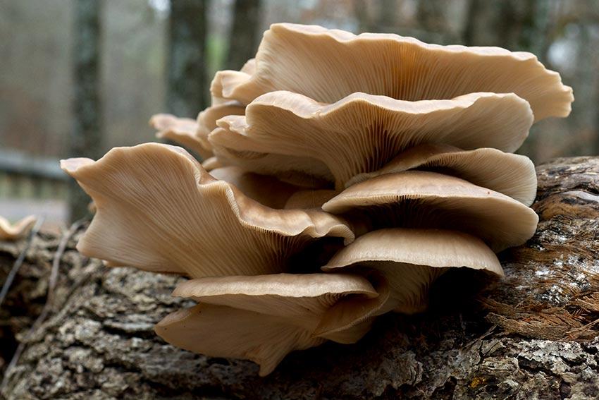 Pleurotus ostreatus, seta de ostra deliciosa y medicinal | Plantas