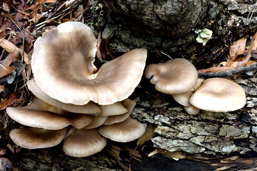 Pleurotus ostreatus, seta de ostra deliciosa y medicinal | Plantas