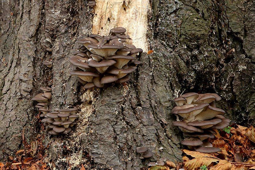Pleurotus ostreatus, seta de ostra deliciosa y medicinal | Plantas