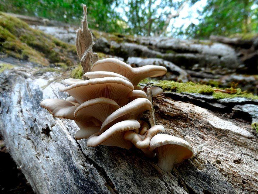 Pleurotus ostreatus, seta de ostra deliciosa y medicinal | Plantas