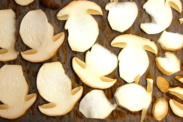 Pleurotus ostreatus, seta de ostra deliciosa y medicinal | Plantas