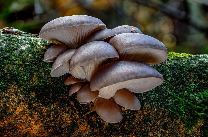 Pleurotus ostreatus, seta de ostra deliciosa y medicinal | Plantas