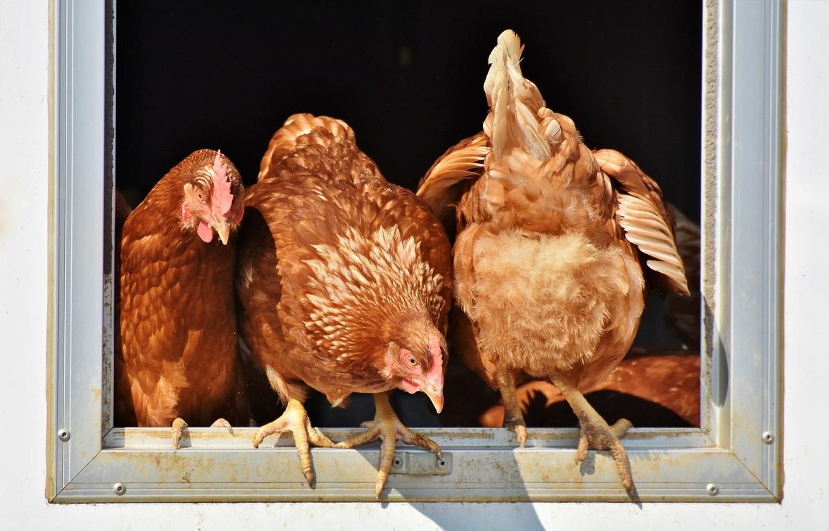 La cría de gallinas: recomendaciones sobre cuidado y alimentación | Mascotas
