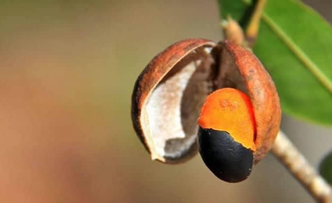 Aceite de copaiba y sus múltiples propiedades medicinales | Ecología