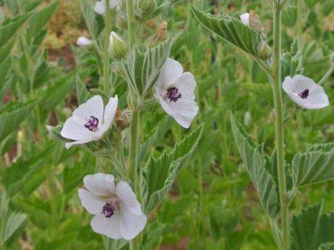Malvavisco, propiedades y contraindicaciones de esta planta medicinal ...