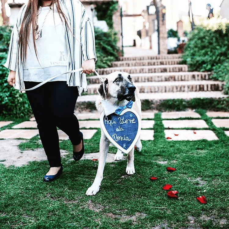 Ideas y consejos para celebrar tu boda junto a tu perro | Bodas