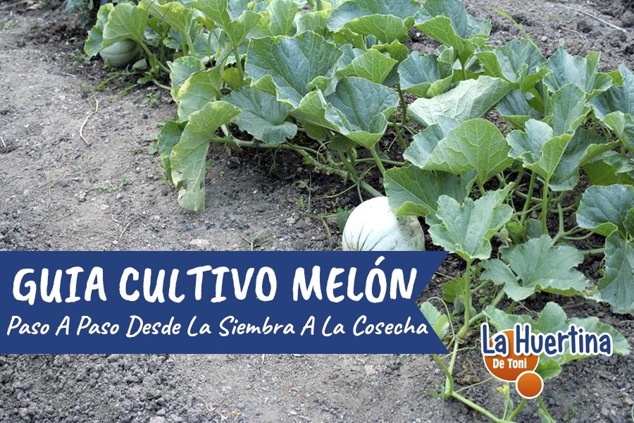 El cultivo del melón | Plantas