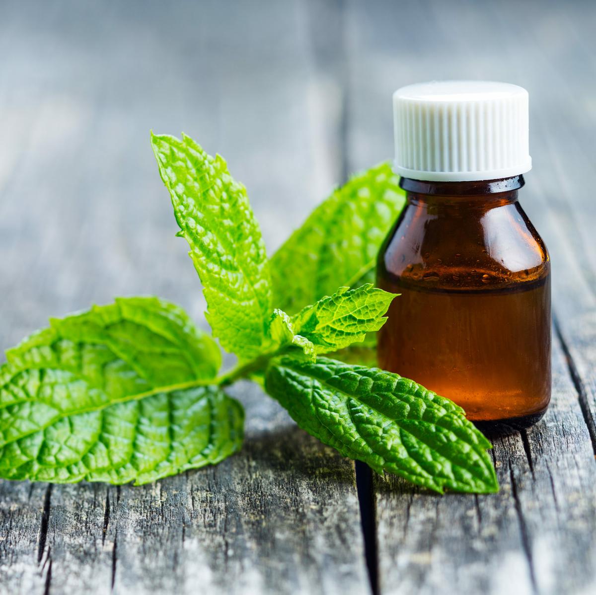 El pachuli, de un símbolo hippie a un signo de riqueza | Ecología