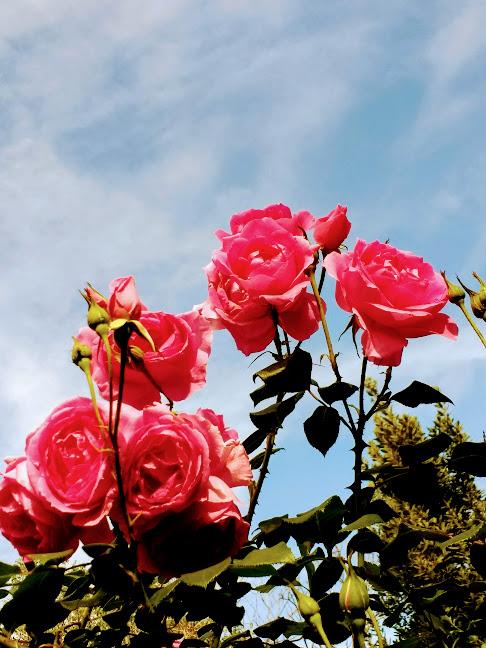 Los Rosales y sus cuidados | Plantas