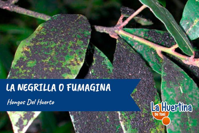 Reconocer las plagas: recomendaciones y tips | Plantas