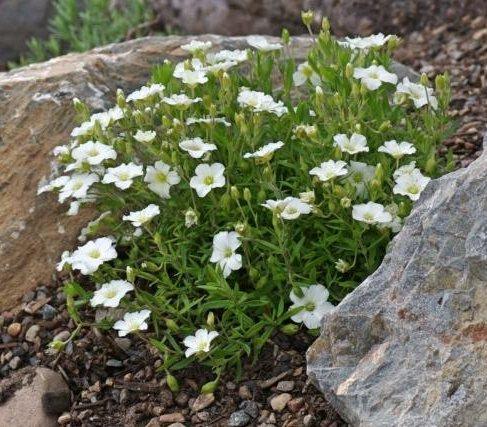 Arenaria. Propiedades y beneficios de esta planta | Ecología