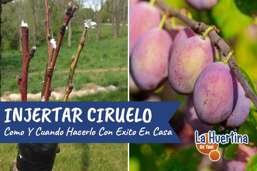 Injertos: tips y sugerencias | Plantas