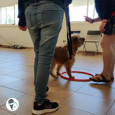 La posición de alerta en los perros | Mascotas