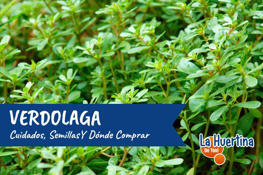 La verdadera verdolaga, Portulaca oleracea | Plantas