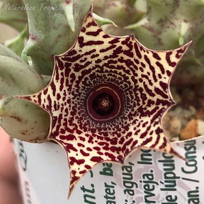 Propiedades medicinales de la Verbena cimarrona | Plantas