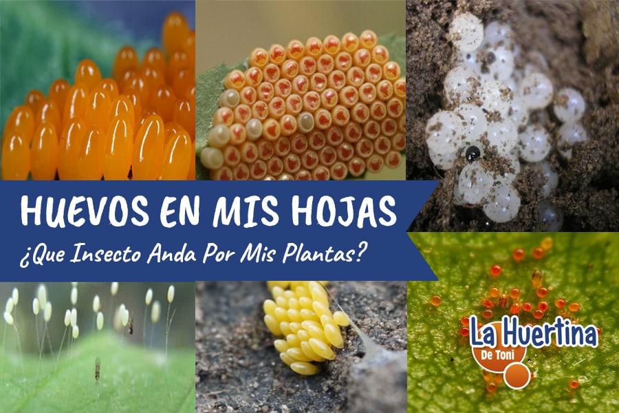 Insectos beneficiosos: datos interesantes | Plantas