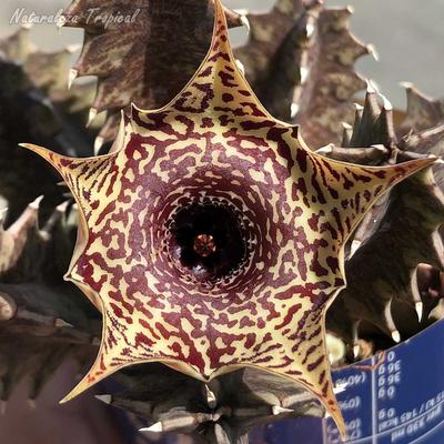 Propiedades medicinales de la Verbena cimarrona | Plantas